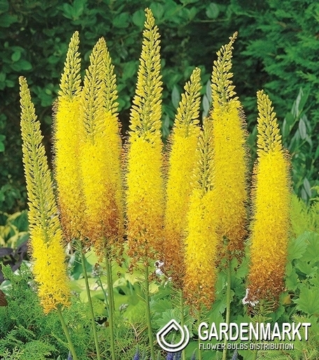 Eremurus Steppenkerze Bungei 1 St. - Gardenmarkt.de