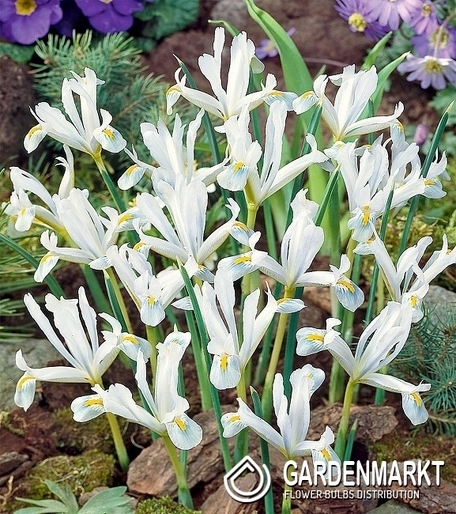 Iris Reticulata White 5 St. - Gardenmarkt.de