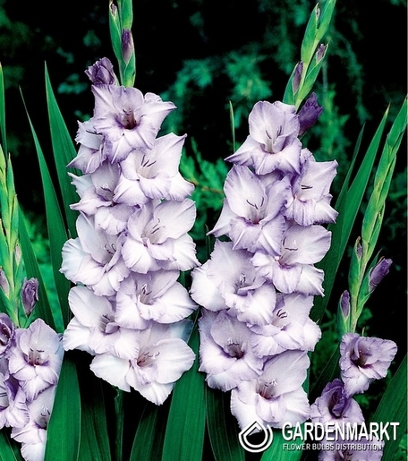 Gladiolus Gladiole Blue Tropic 5 St. - Gardenmarkt.de