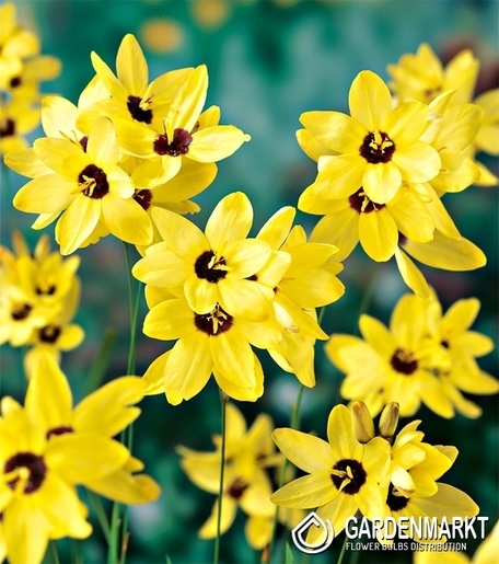 Ixia Yellow Emperor 10 St. - Gardenmarkt.de