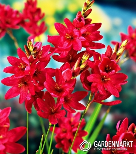 Ixia - Iksja Venus 10 St. - Gardenmarkt.de