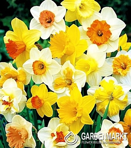 Narzisse Mix 50 St. - Gardenmarkt.de