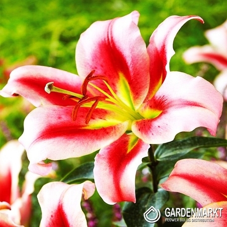 Lilie Ot Olympic Torch 1 St. - Gardenmarkt.de