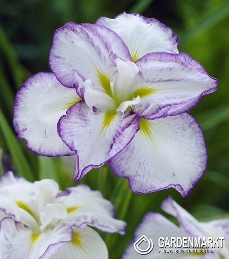 Iris Light At Dawn 1 St. - Gardenmarkt.de