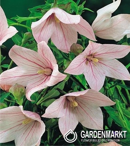 Platycodon Fuji Pink 1 St. - Gardenmarkt.de