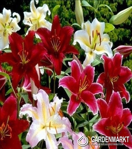 Orientalische Lilie Mix 5 St. - Gardenmarkt.de