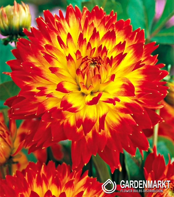 Dahlie Procyon 1 St. - Gardenmarkt.de