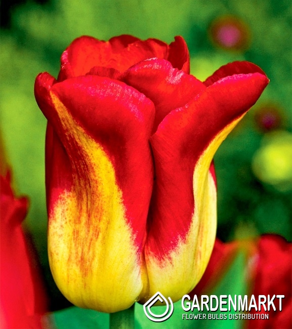 Tulpe Bicolor Match 5 St. - Gardenmarkt.de