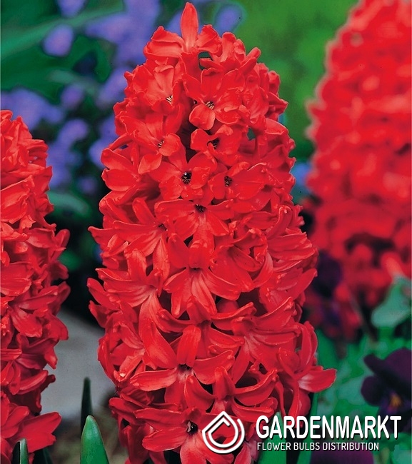 Hyazinthe Jan Bos 5 St. - Gardenmarkt.de