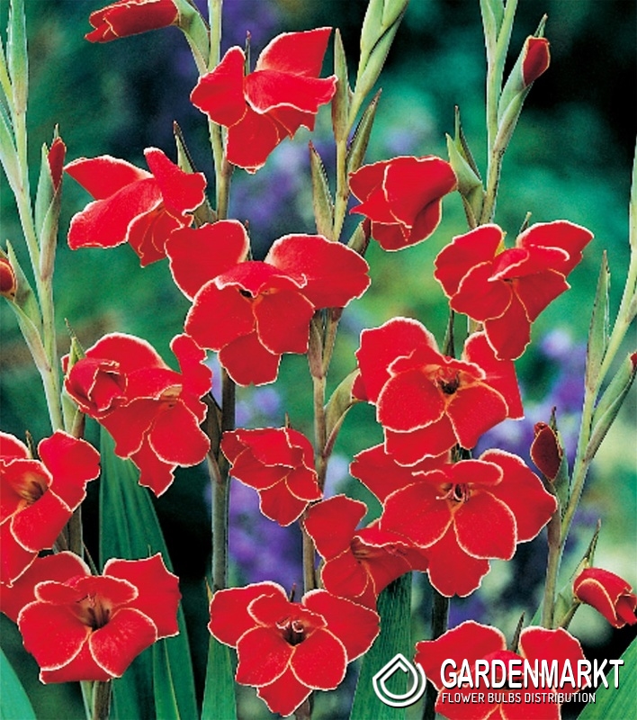 Gladiolus Gladiole Atom 5 St. - Gardenmarkt.de