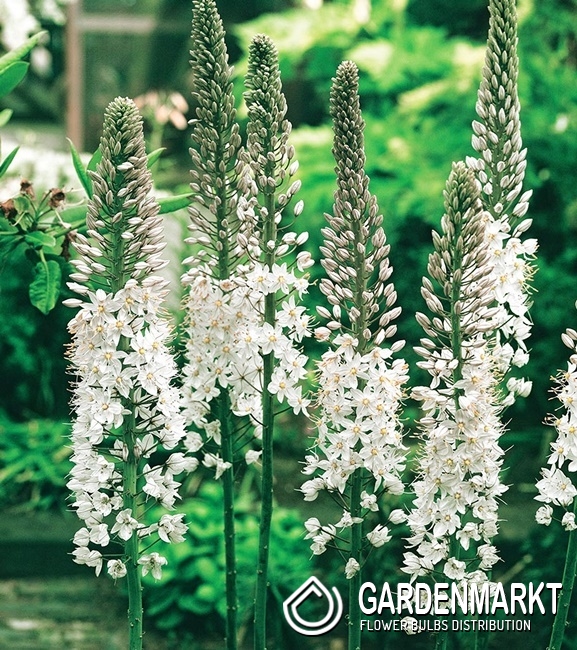 Eremurus White Beauty Favourite 1 St. - Gardenmarkt.de
