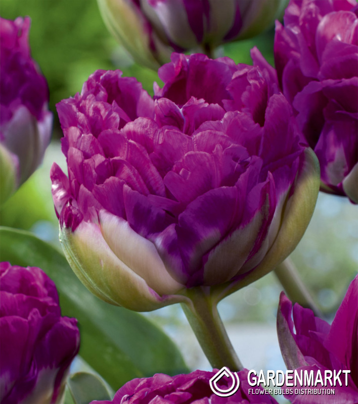Gefüllte Tulpe Blue Wow 5 St. - Gardenmarkt.de