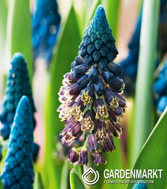Bellevalia Pycnantha - Muscari Paradoxum 5 St. - Gardenmarkt.de
