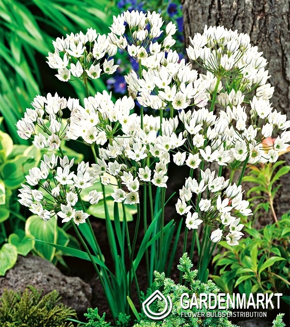 Brodiaea Triteleia Hyacinthina White 10 St. - Gardenmarkt.de