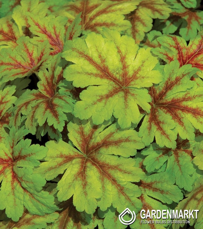 Heuchera - Dale's Strain 1 St. - Gardenmarkt.de