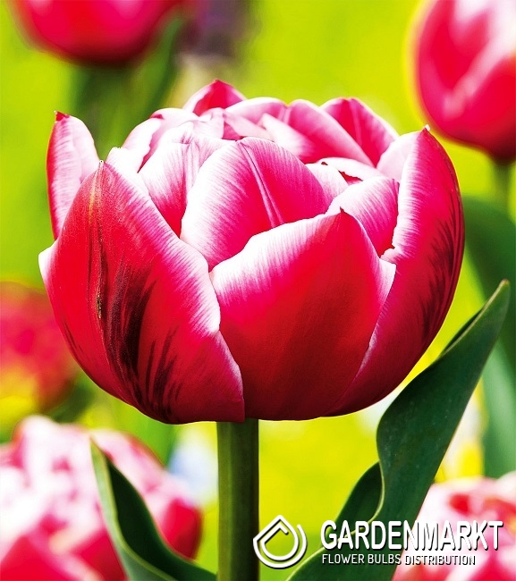 Tulpe Gefüllte Columbus 5 St. - Gardenmarkt.de
