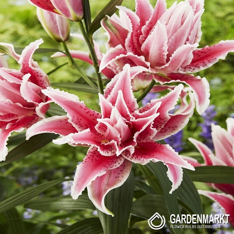 Gefüllte Lilie Roselily Lorena 1 St. - Gardenmarkt.de