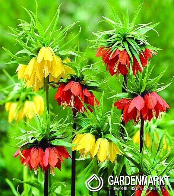 Kaiserkrone Fritillaria Mix 3 St. - Gardenmarkt.de