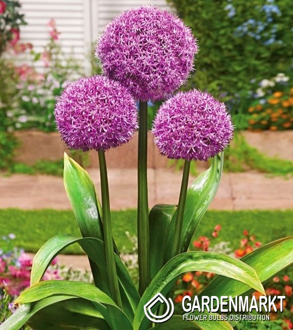 Zierlauch Allium Party Balloons 1 St. - Gardenmarkt.de
