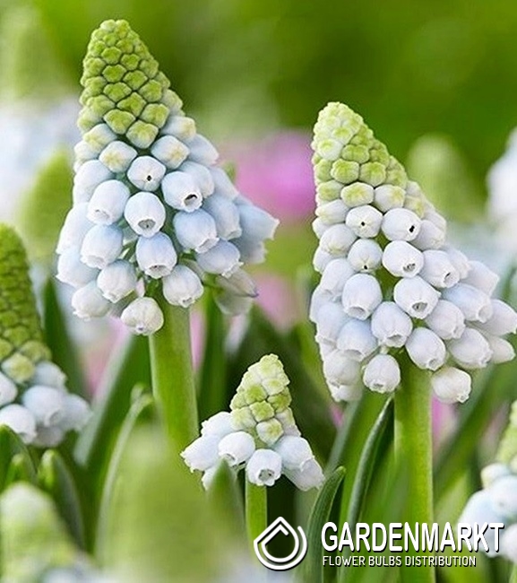 Muscari Manon 10 St. - Gardenmarkt.de