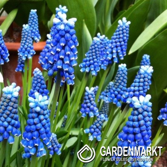 Muscari Blue Magic 10 St. - Gardenmarkt.de