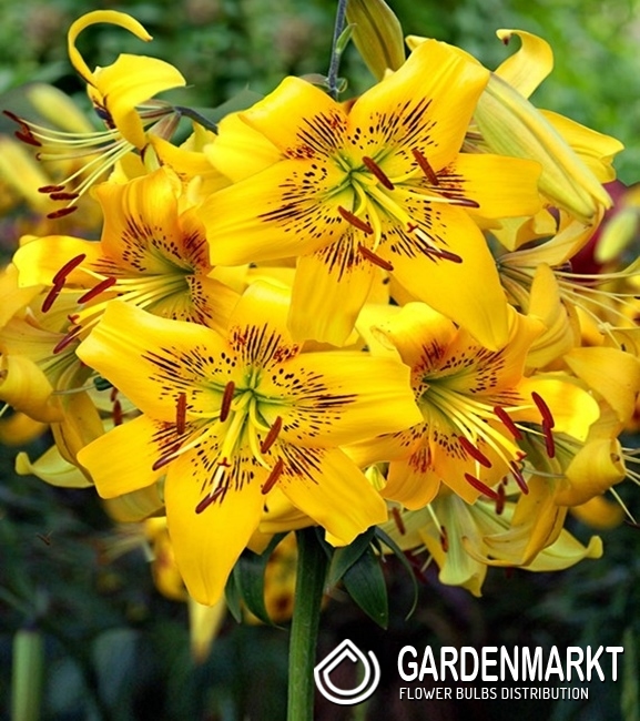 Tiger Lilie Yellow Bruse 1 St. - Gardenmarkt.de