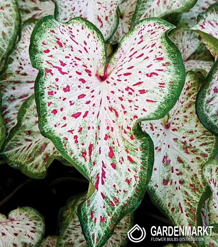 Caladium Gingerland 1 St. - Gardenmarkt.de