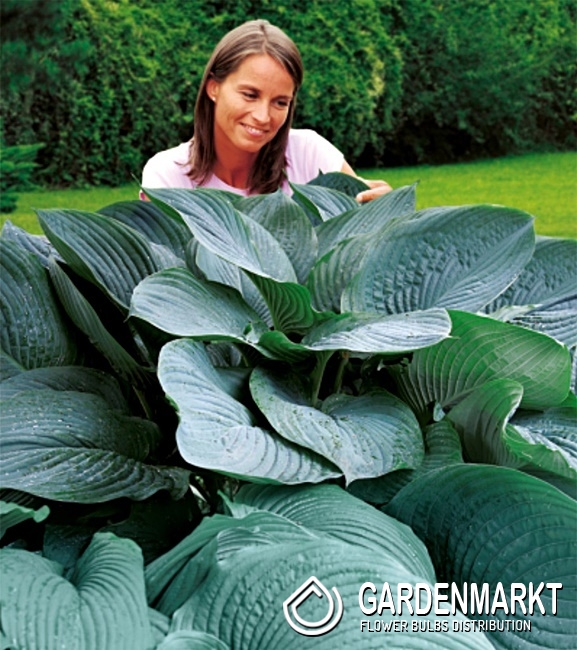 Hosta-Funkia T-Rex 1 St. - Gardenmarkt.de