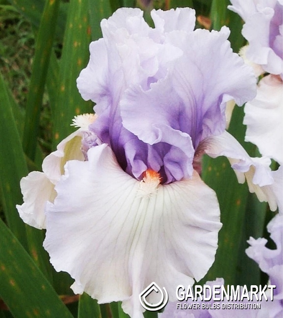Iris Germanica Schwertlilie Fogbound 1 St. - Gardenmarkt.de