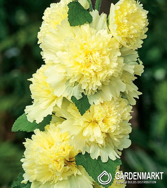 Alcea Spring Celebrities Lemon 1 St. - Gardenmarkt.de