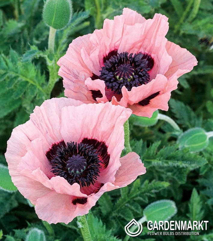 Papaver Orientalis Raspberry Queen 1 St. - Gardenmarkt.de