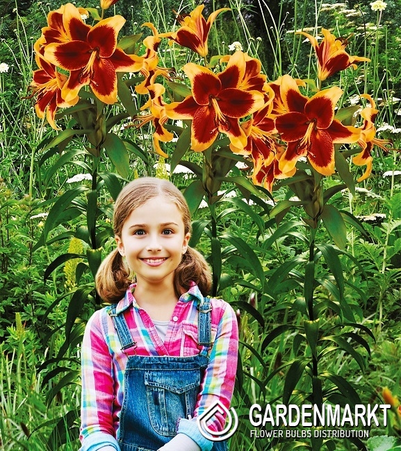 Lilie Ot Hybrid Red Morning 1 St. - Gardenmarkt.de
