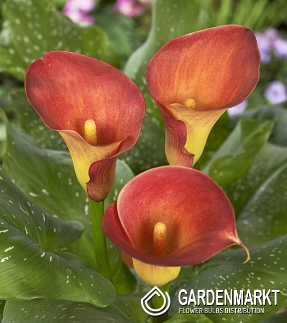 Zantedeschia - Calla Captain Trinity 1 St. - Gardenmarkt.de