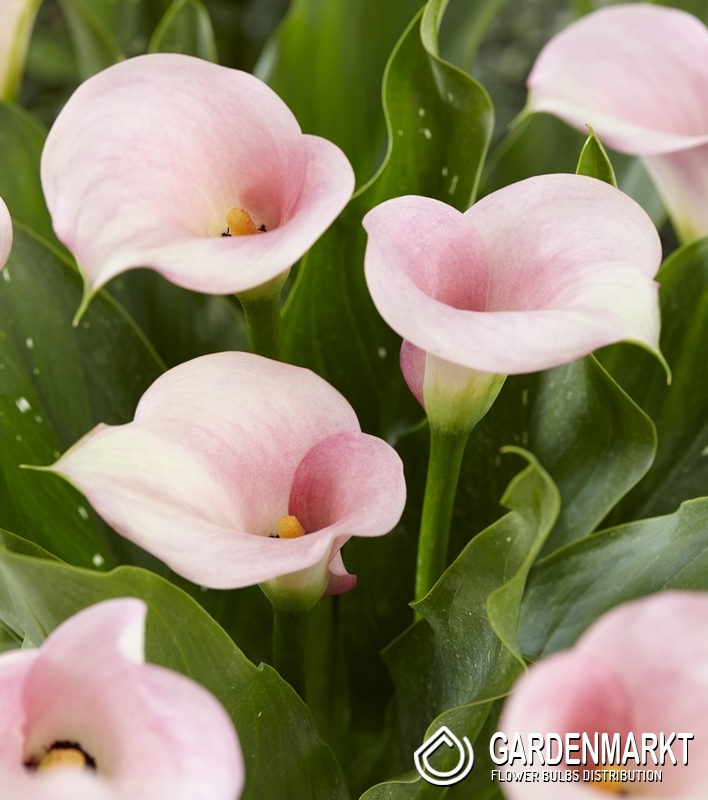 Zantedeschia - Calla Captain Melrose 1 St. - Gardenmarkt.de