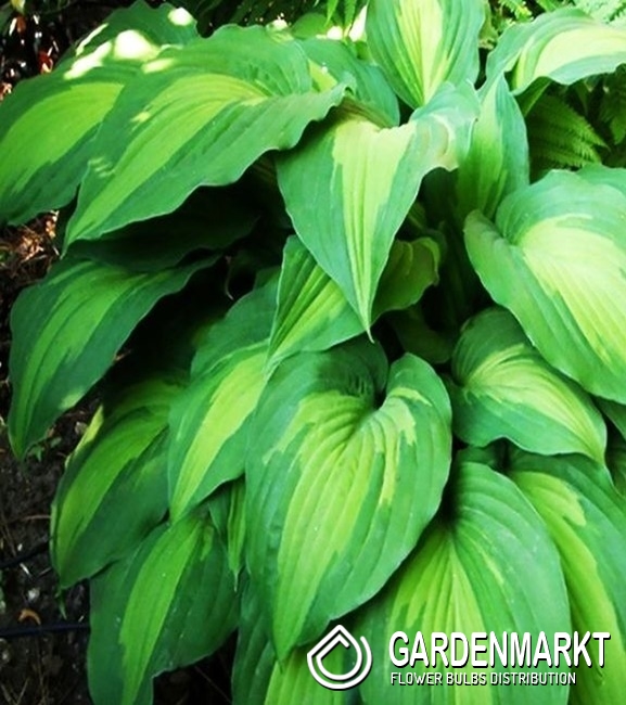 Hosta - Funkia Elisabeth 1 St. - Gardenmarkt.de