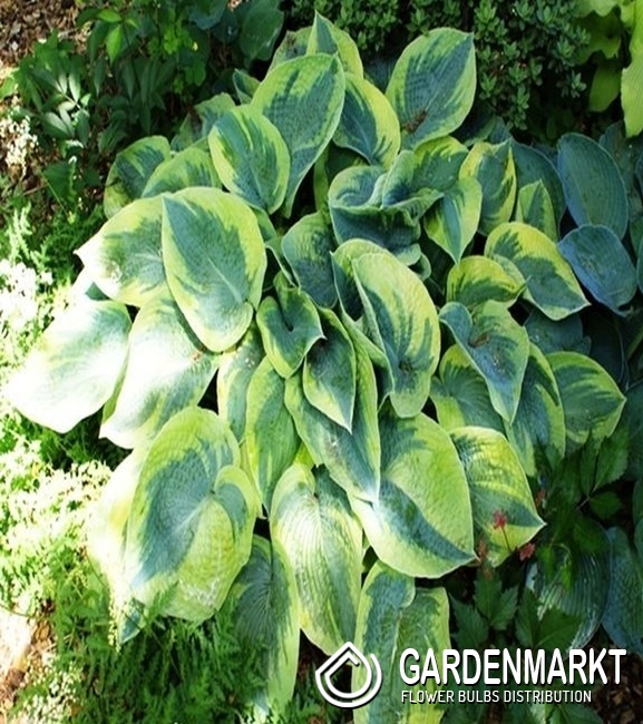 Hosta - Funkia Tokudama Flavocircinalis 1 St. - Gardenmarkt.de