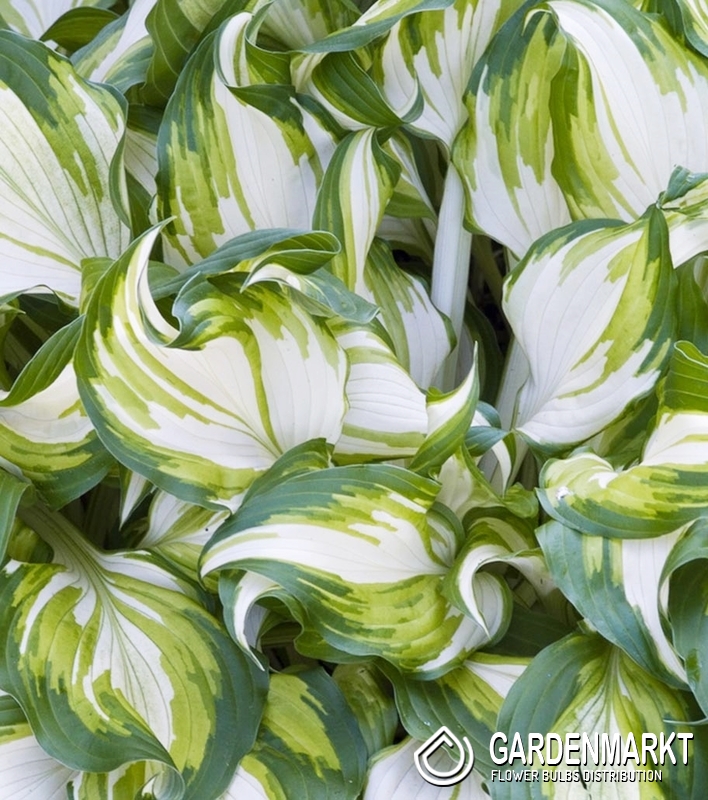 Hosta - Funkia Undulata Univittata 1 St. - Gardenmarkt.de