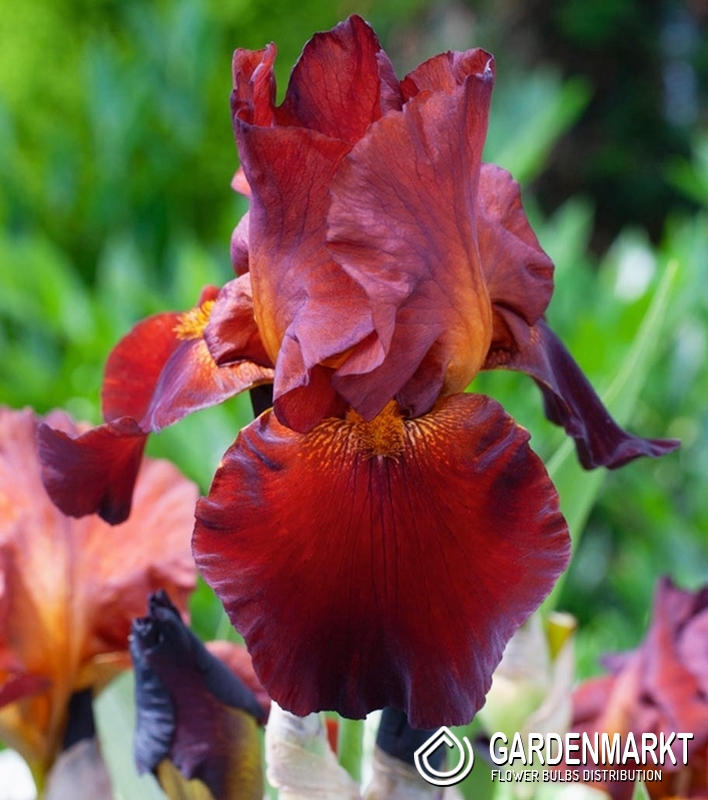 Iris Germanica Red Red Wine 1 St. - Gardenmarkt.de