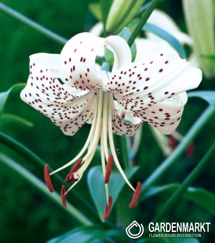 Tigerlilie Weiss Tiger 1 st. - Gardenmarkt.de