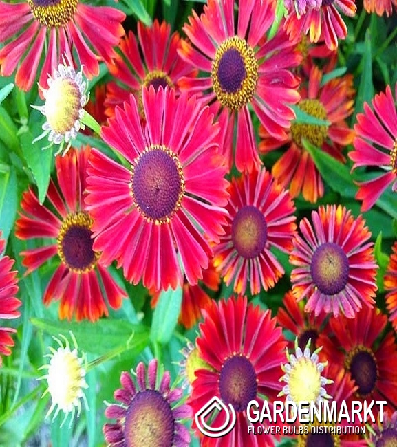Helenium Siesta 1 St. - Gardenmarkt.de
