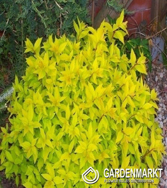 Spiraea Japonica Golden Princess 1 St. - Gardenmarkt.de
