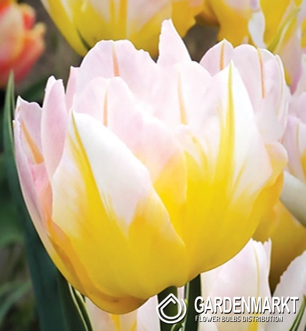 Tulpe Gefüllte Password 5 St. - Gardenmarkt.de