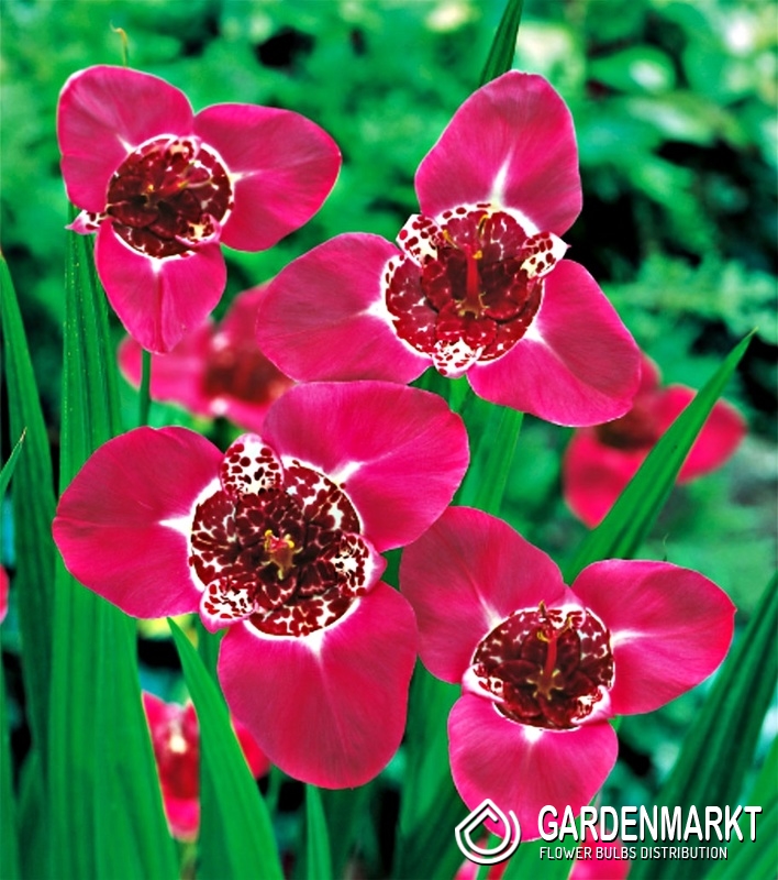 Tigridia Pavonia Lilacea 10 St. - Gardenmarkt.de