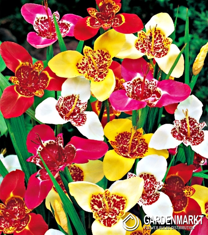 Tigridia Pavonia Mix 10 St. - Gardenmarkt.de