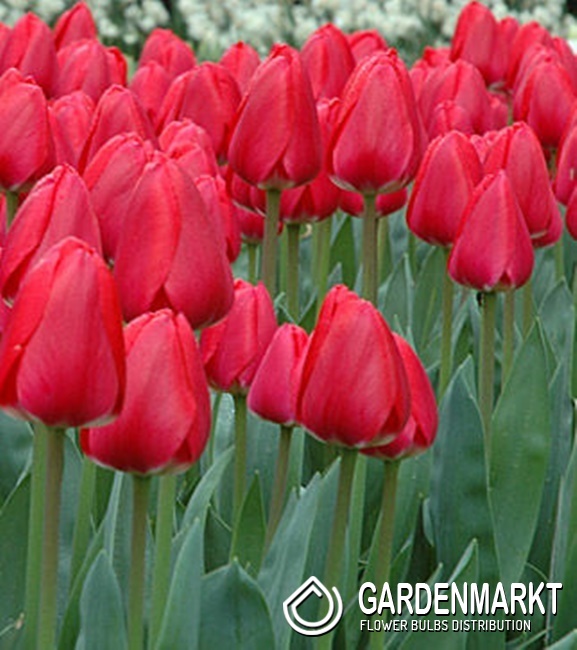 Tulipan Cherry Delight 5 st. - Gardenmarkt.de
