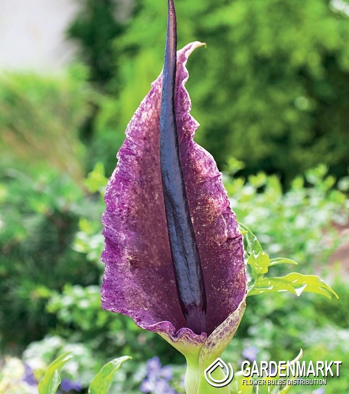 Dracunculus Vulgaris 1 St. - Gardenmarkt.de