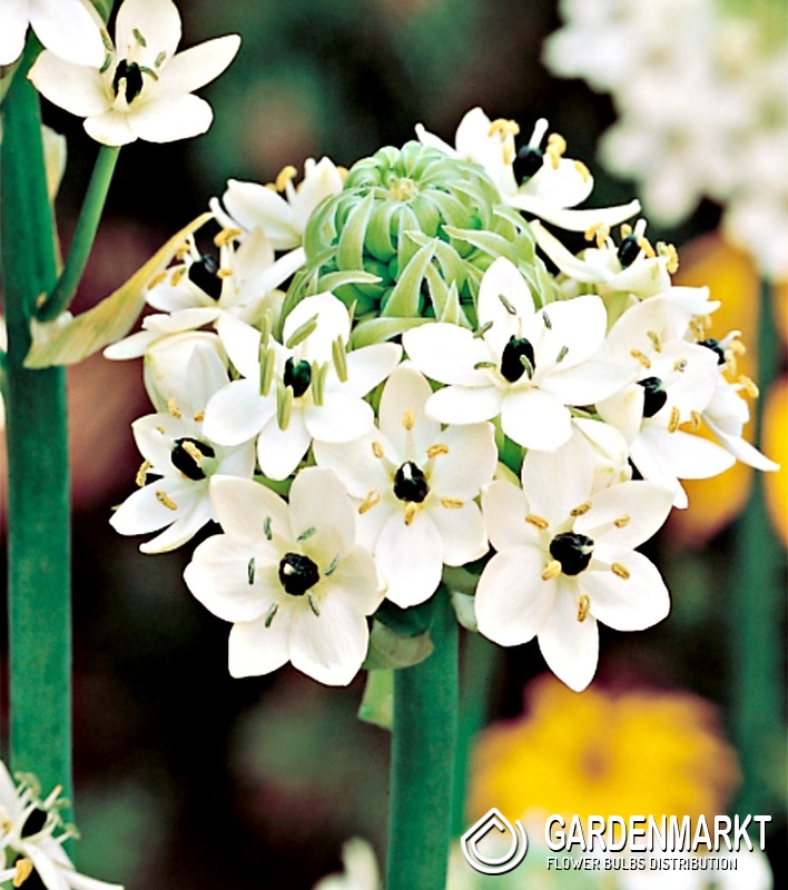 Ornithogalum Saundersiae 1 St. - Gardenmarkt.de