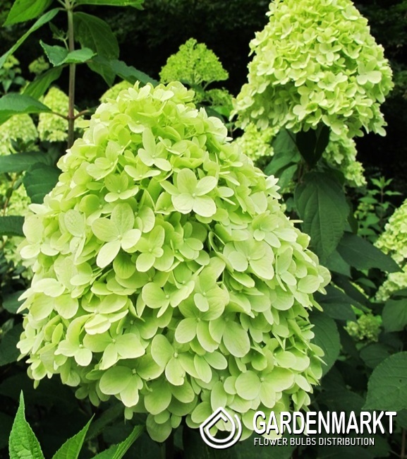 Hydrangea Paniculata Mojito 1 St. - Gardenmarkt.de