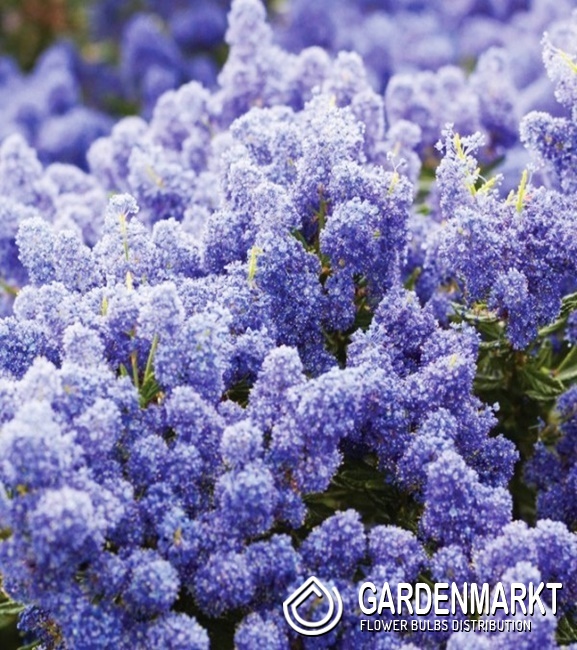 Ceanothus Impressus Victoria 1 St. - Gardenmarkt.de