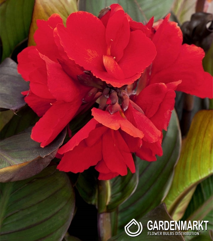 Canna-Blumenrohr President 1 St. - Gardenmarkt.de